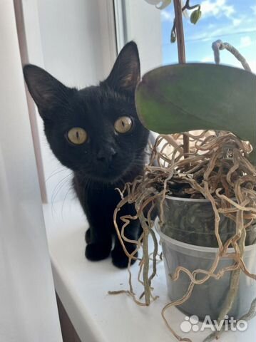 Черная кошечка 7-8 месяцев