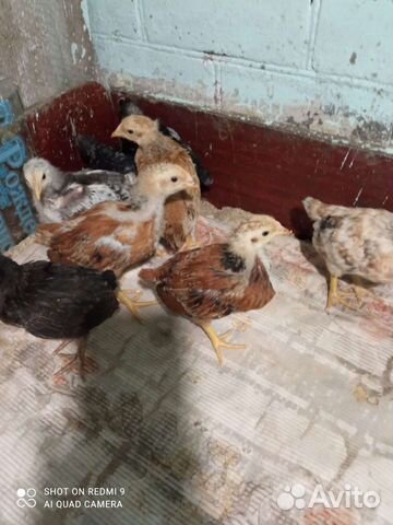 Цыплята домашние несушки