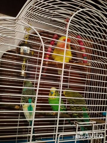 Волнистые попугаи и неразлучник