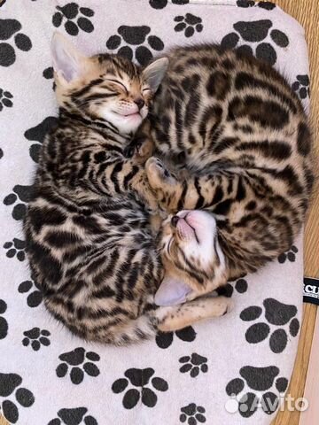 Бенгальская