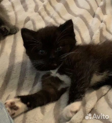 Шотландские прямоухие котята
