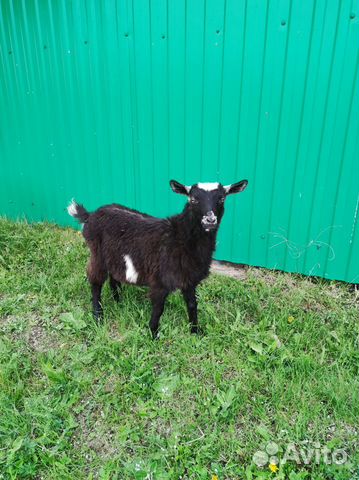 Коза молодая