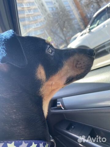 Собака в добрые руки Русский Той-терьер