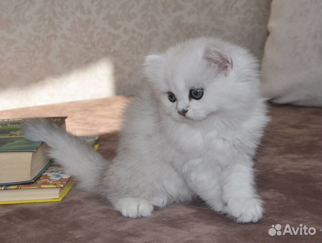 Котята британцы с документами