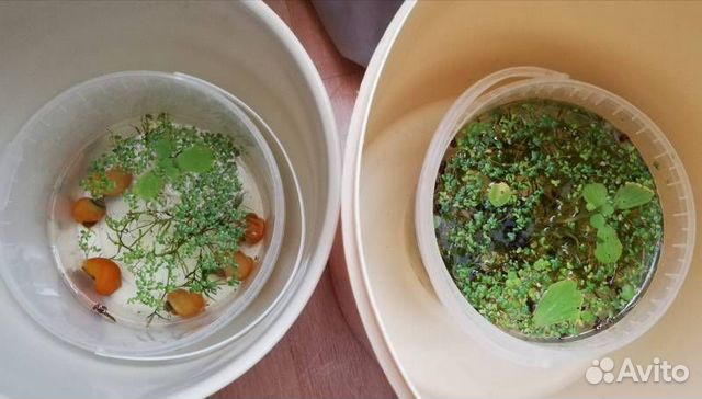 Аквариумные рыбки и растения