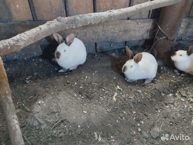 Кролики калифорнийцы