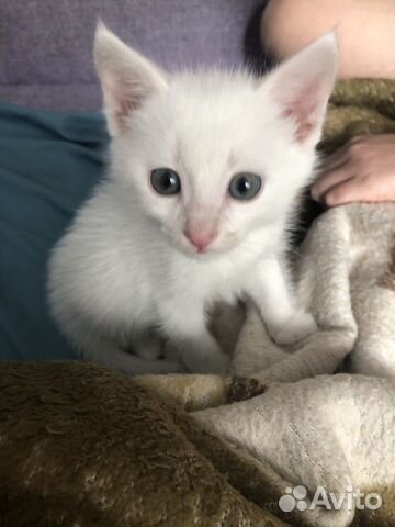 Котёнок мальчик