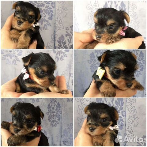 Собаки щенки