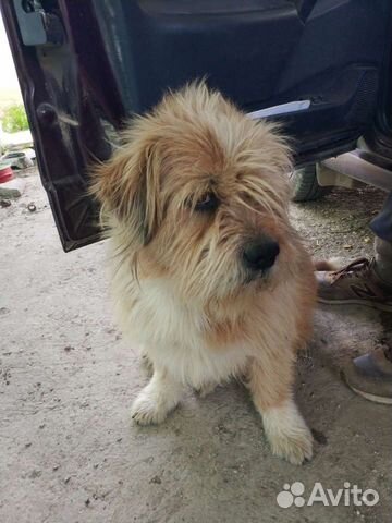 Шарик в добрые руки