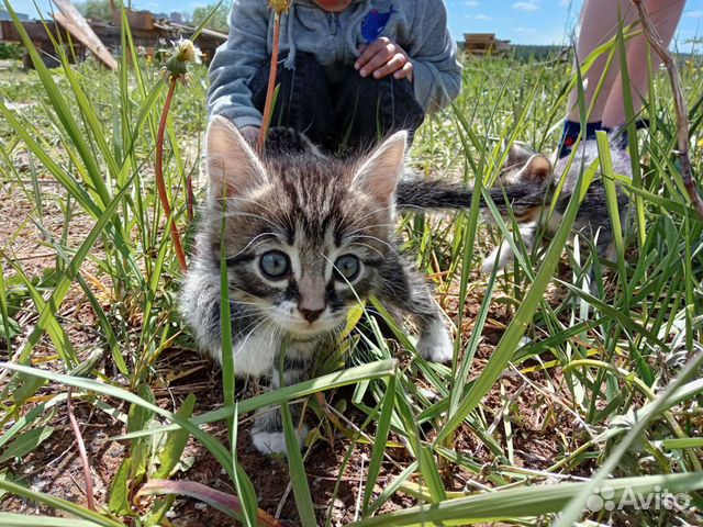 Котята в добрые руки бесплатно
