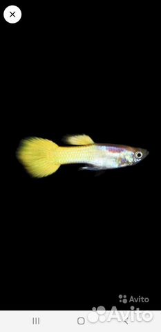 Аквариумные рыбки, растения