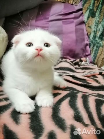 Белый мишка