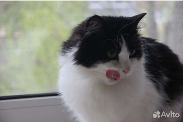 Кошки бесплатно