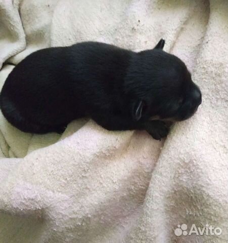 Щеночек той-терьера