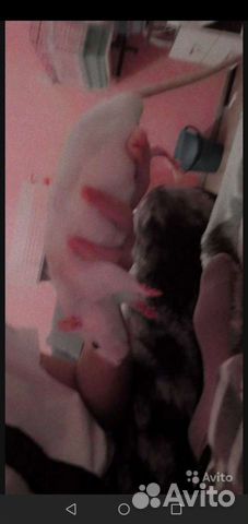 Крыса с клеткой