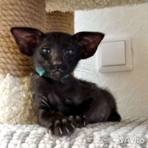 Ориентальный кот экстрим