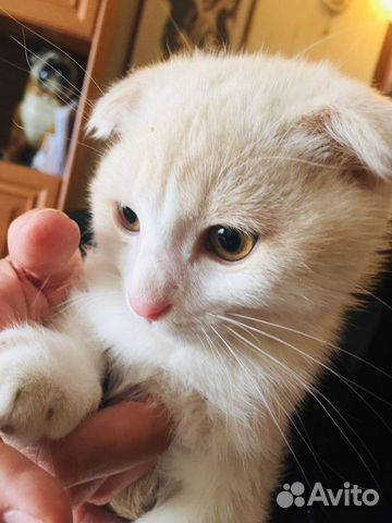 Британский вислоухий котенок