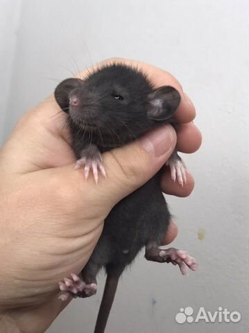 Крысята девочки дамбо вельветин рекс голубой норка