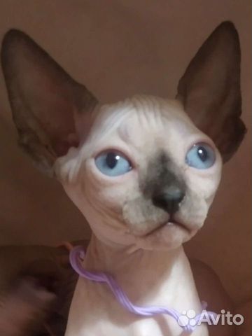 Канадский сфинкс