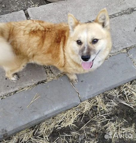 Собака в надежные руки