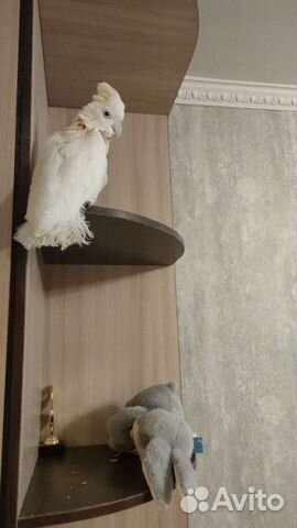 Потерялся какаду