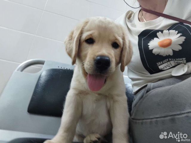 Лабрадор щенок