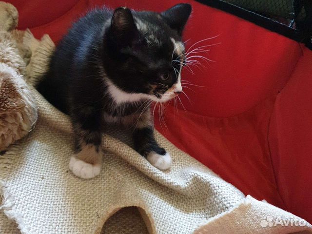 Кошка и котята в дар