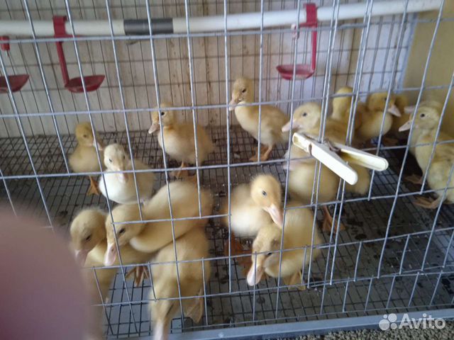 Утята стар 53