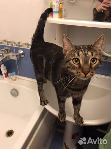 Дружелюбный кот в хорошие руки