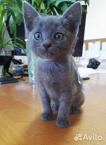 Котята Русская голубая
