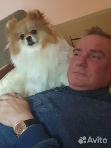 Шпиц потерялась собака