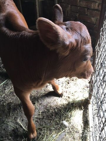 Телочка 2 недели