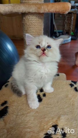 Невская маскарадная котята