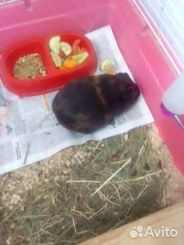 Морская свинка девочка