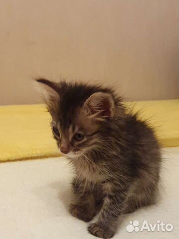 Котенок девочка. Нежная красивая кошечка