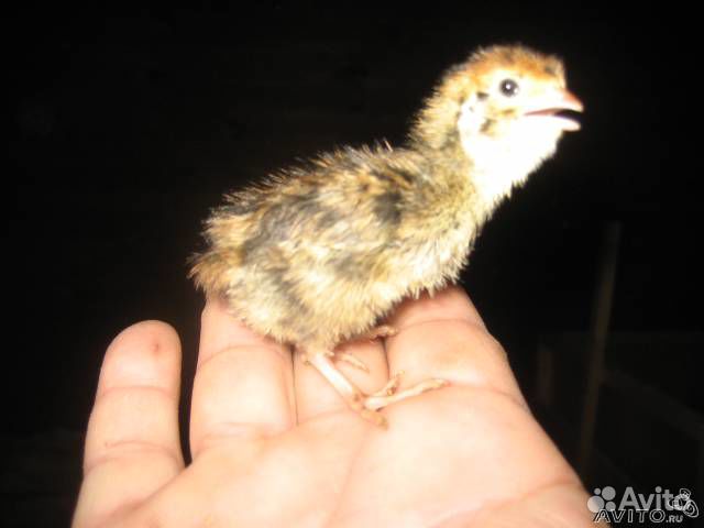 Перепела и перепелиные яйца