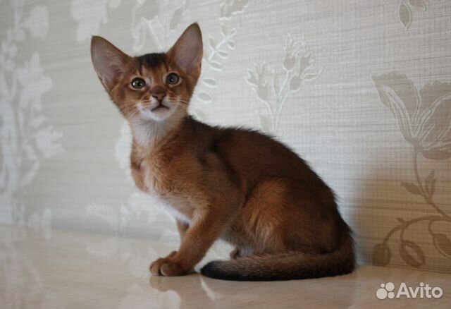 Абиссинский котик Нельсон