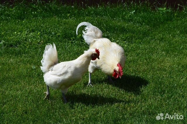 Инкубационное яйцо и цыплята Бресс Гальская