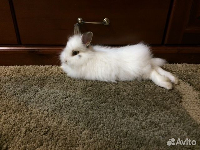 Кролик для случки