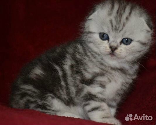 Вислоухие котята