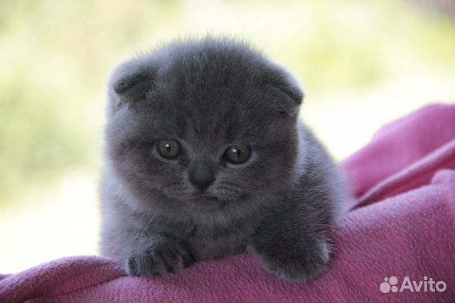 Элитные котята вислоухие и прямоухие