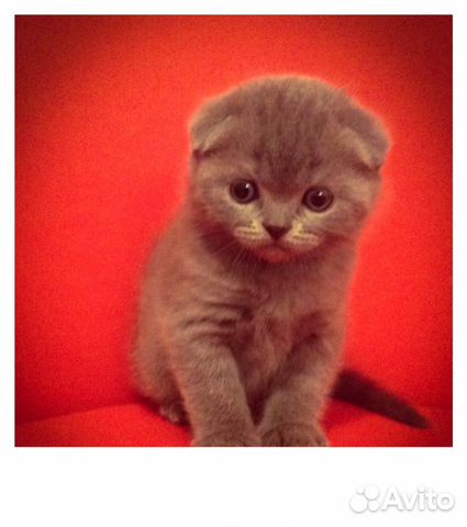 Пушистый медвежонок