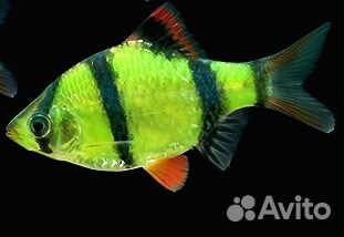 Барбус флуоресцентный