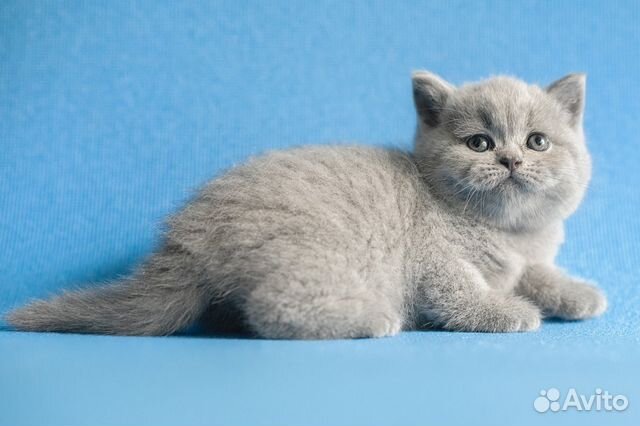 Чудесный котенок Филиппа девочка британской породы