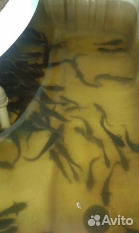 Мальки клариевого (африканского) сома