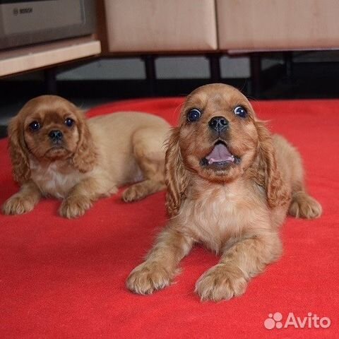 Кавалер Кинг Чарльз спаниель резерв и продажа