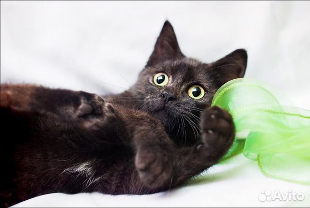 Малыши - черныши - котята в добрые руки