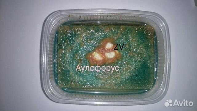 Культура червя - Аулофоруса