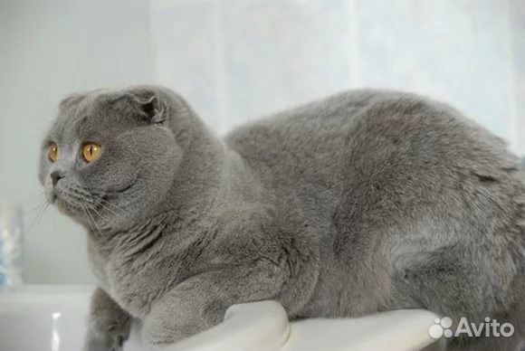 Кот шотланский вис-ухий кастрированный воспитанный