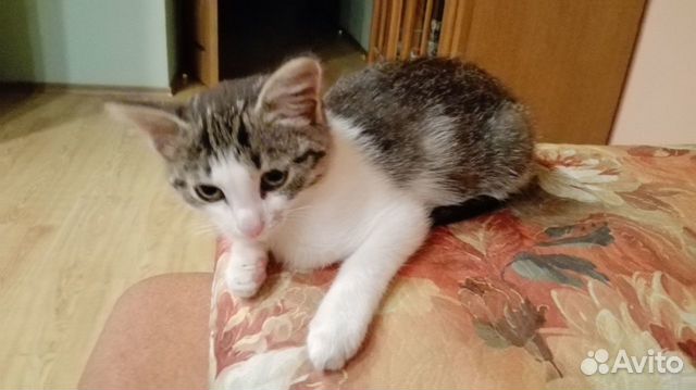 Отдам в добрые, надежные руки милую киску